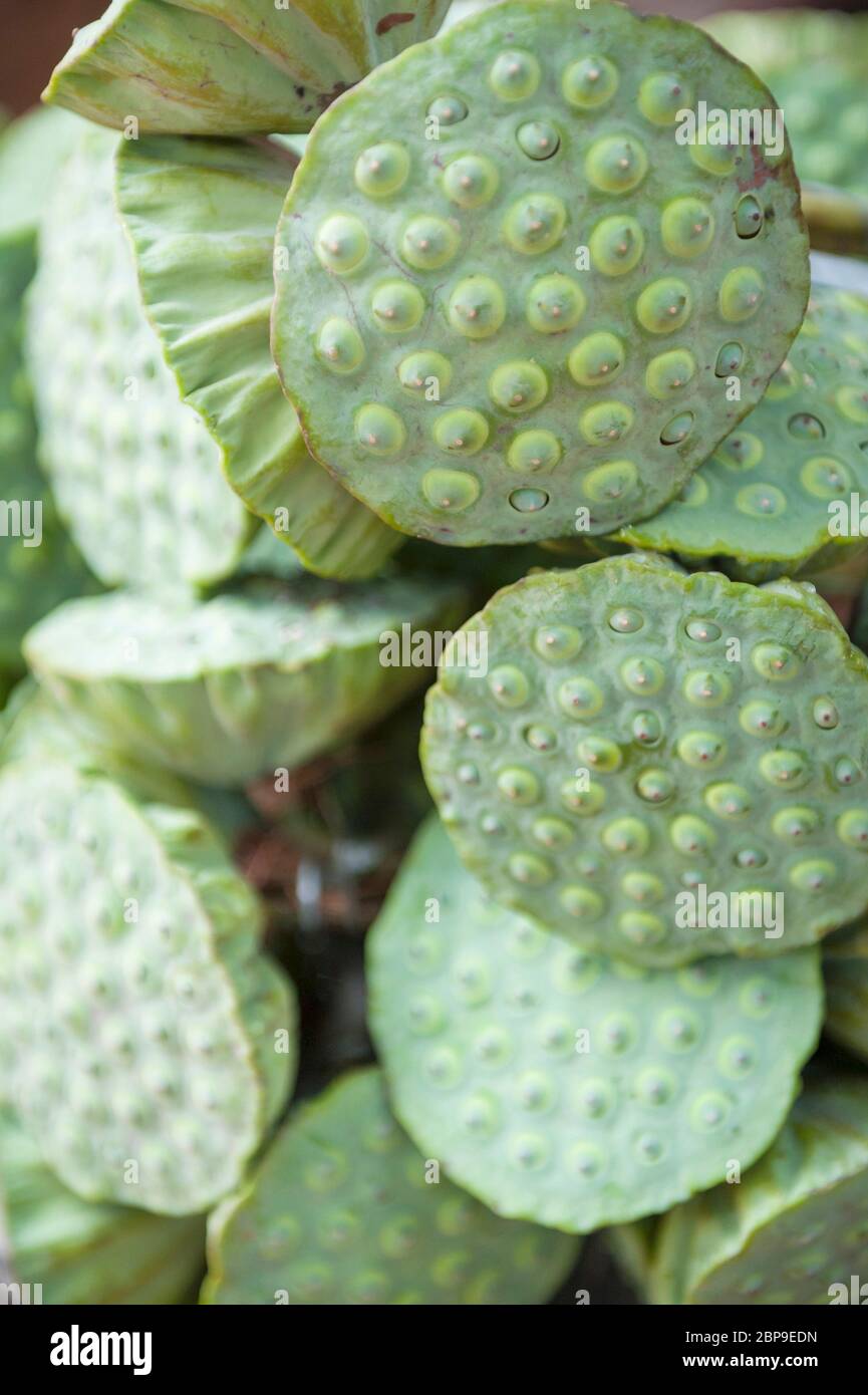Edible lotus seed hi-res stock photography and images - Alamy