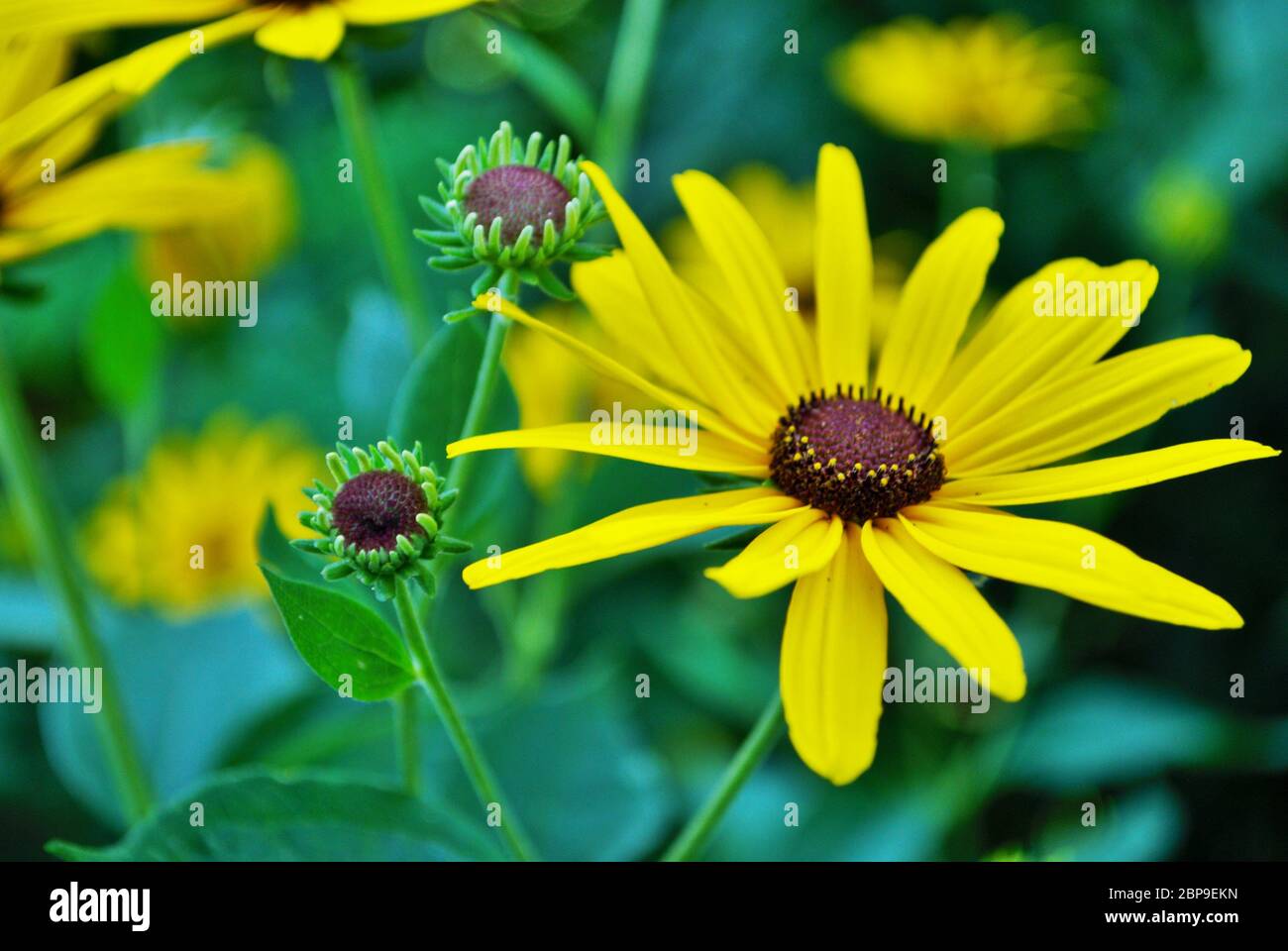 Close up of a black eyed susan daisy flower Stock Photo - Alamy