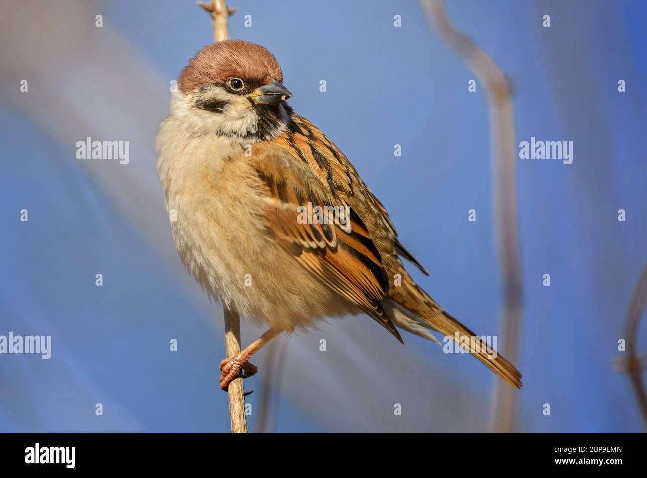 Europe ornithology hi-res stock photography and images - Alamy