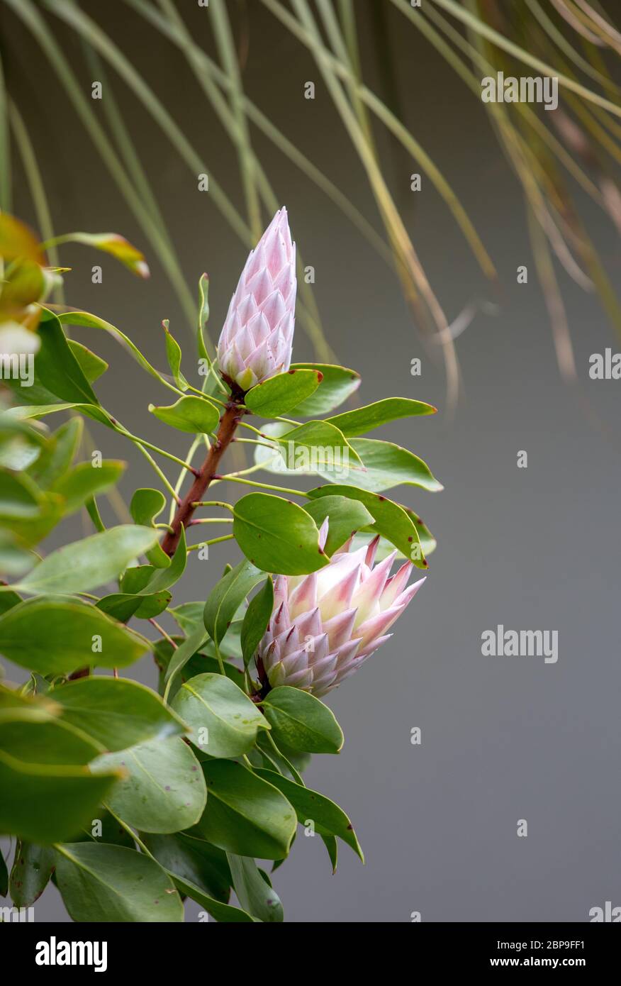 Bud of King protea or protea cynaroides the national flower of South ...