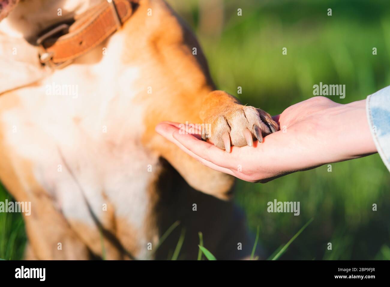 Dog paw in human hand, close-up picture. Animal support, therapy dog ...