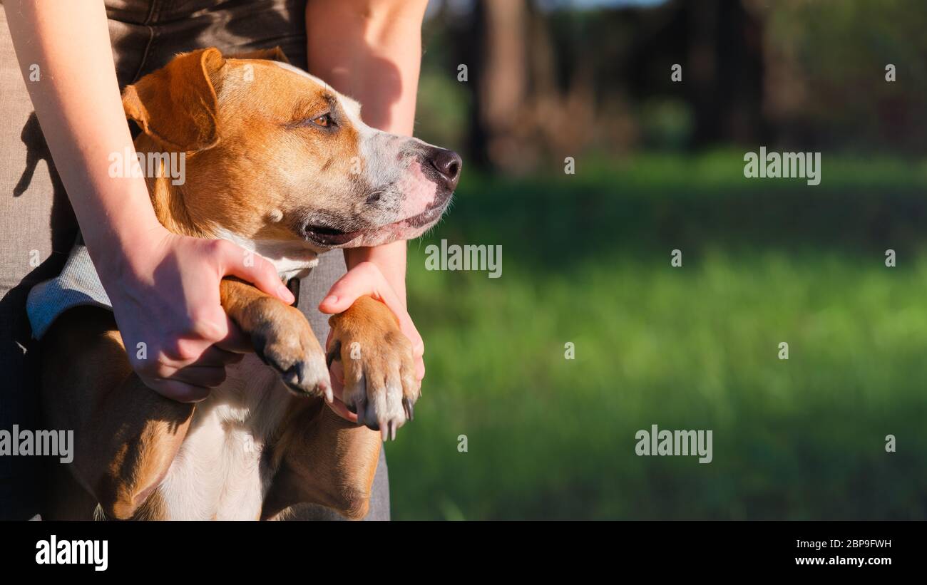Dog in human hands outdoors in summer, copy space image. People and ...