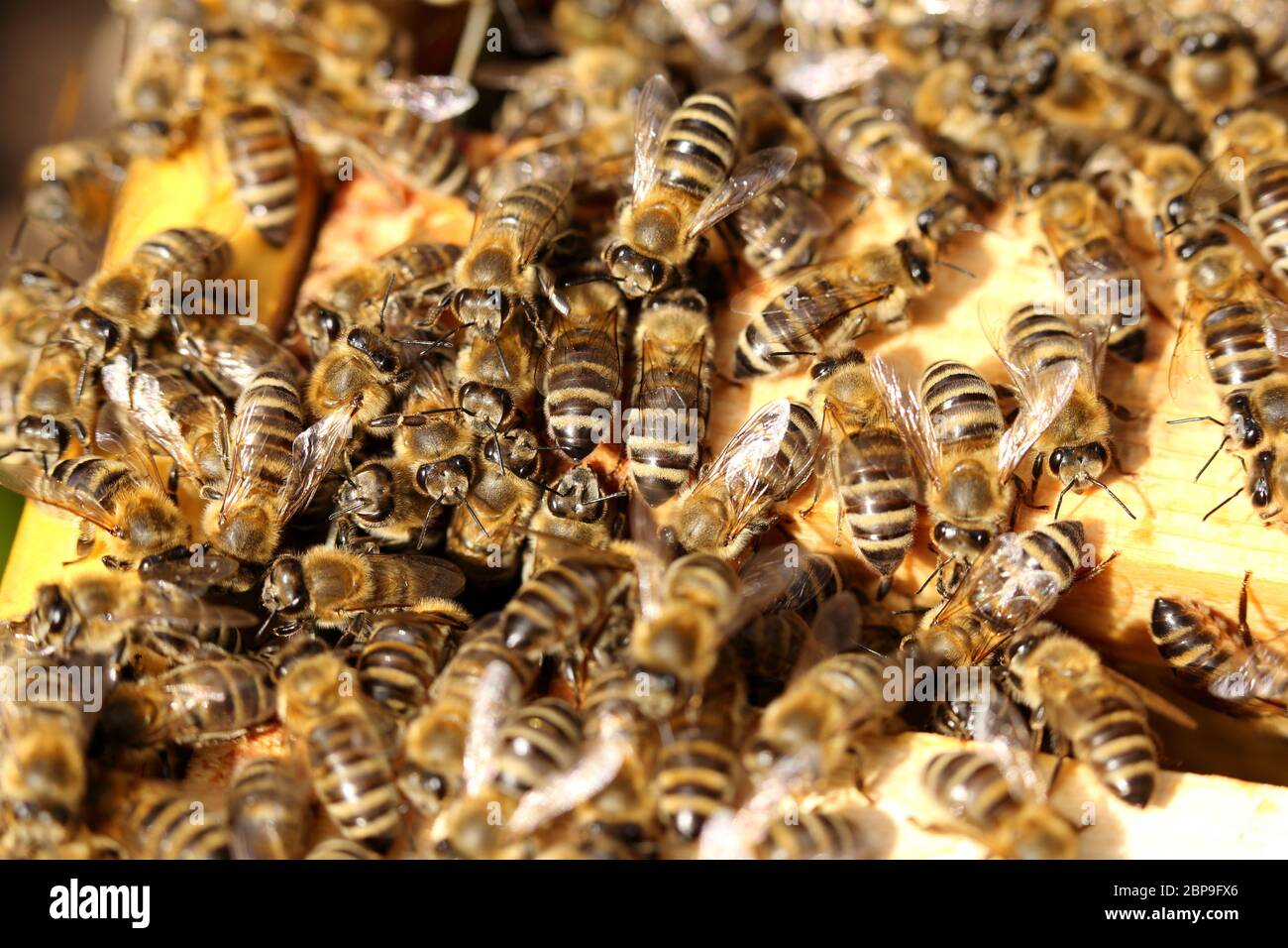 many honey bees are working in a bee-hive Stock Photo - Alamy