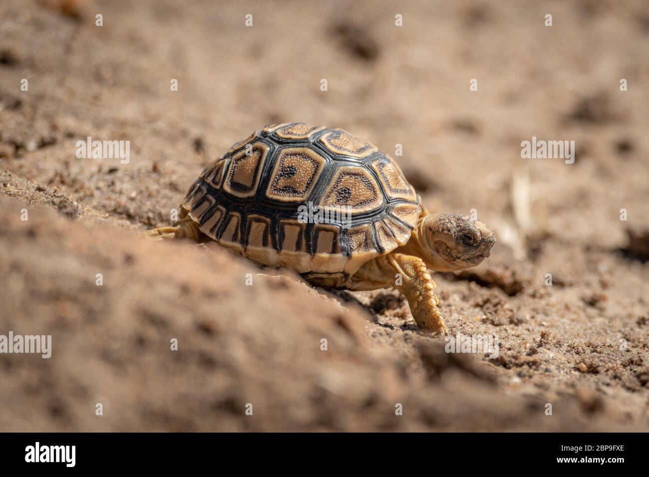Baby leopard tortoise walks down sandy slope Stock Photo - Alamy