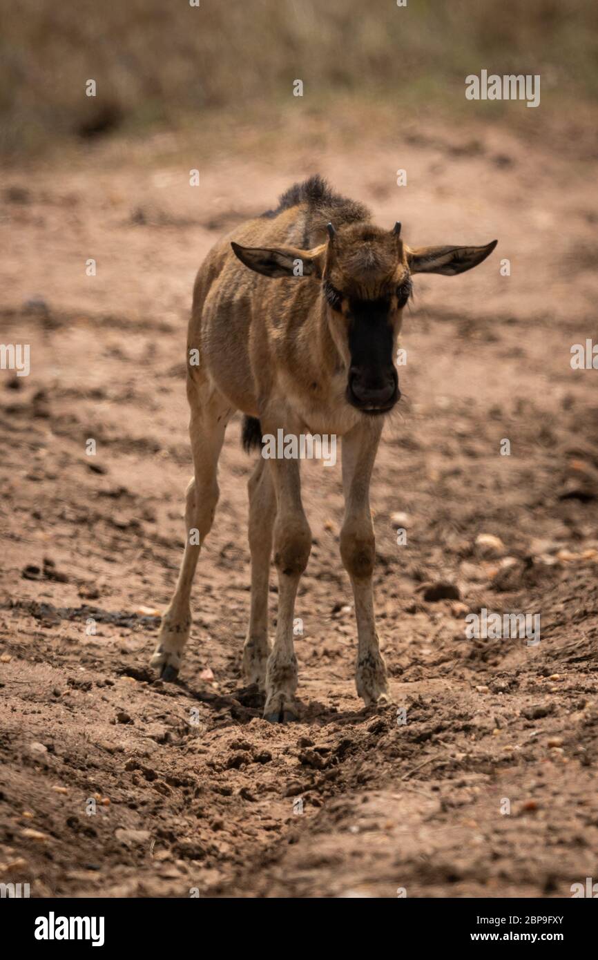 Baby wildebeest stands on track in sunshine Stock Photo - Alamy
