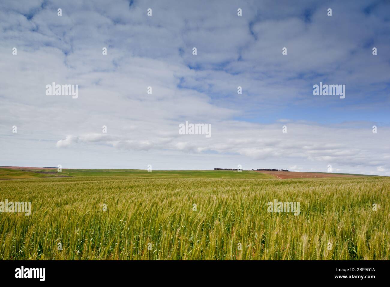 blank landscape with agriculture and farmland Stock Photo - Alamy