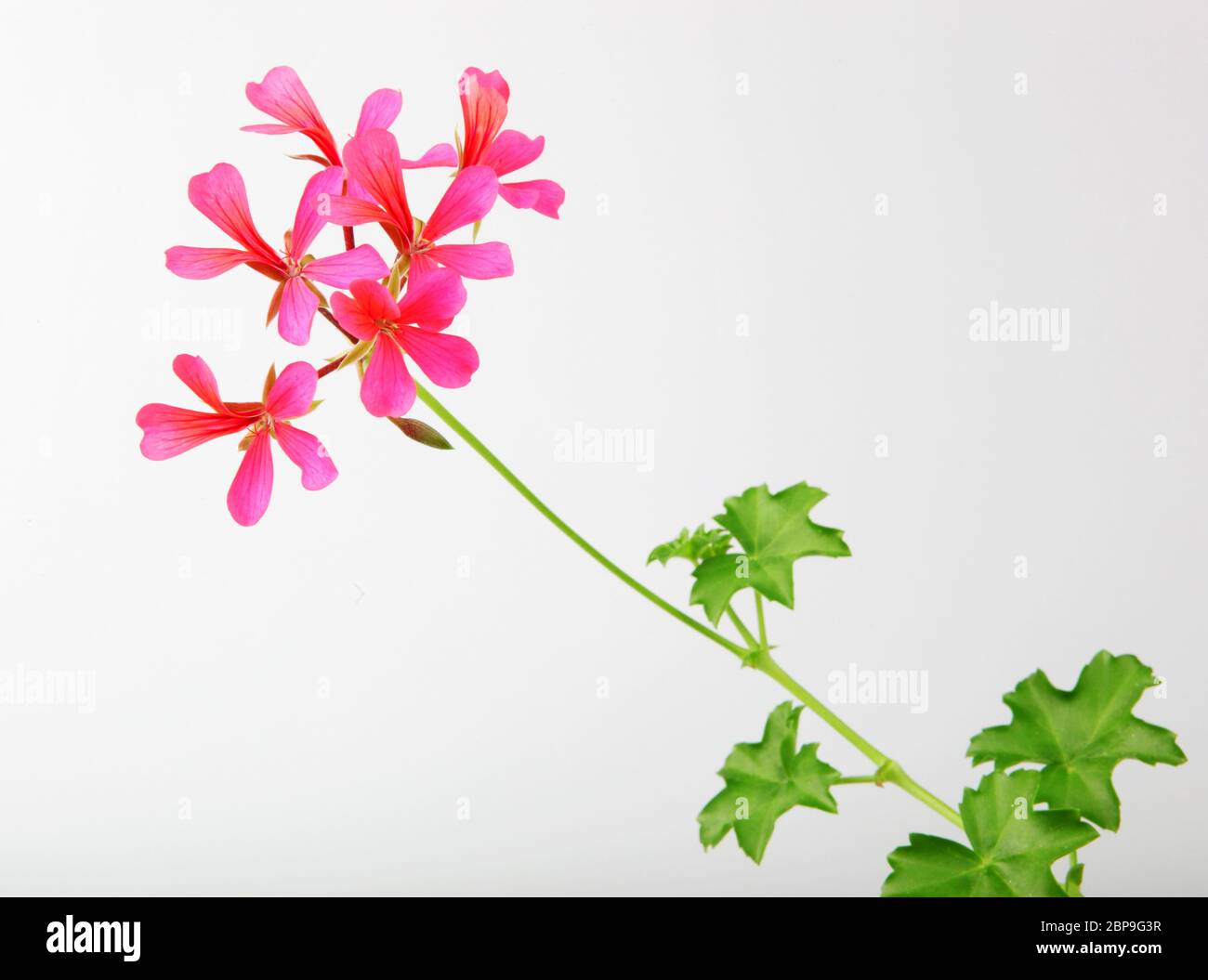 Geranium Pelargonium Flowers Isolated On White Background Stock Photo ...
