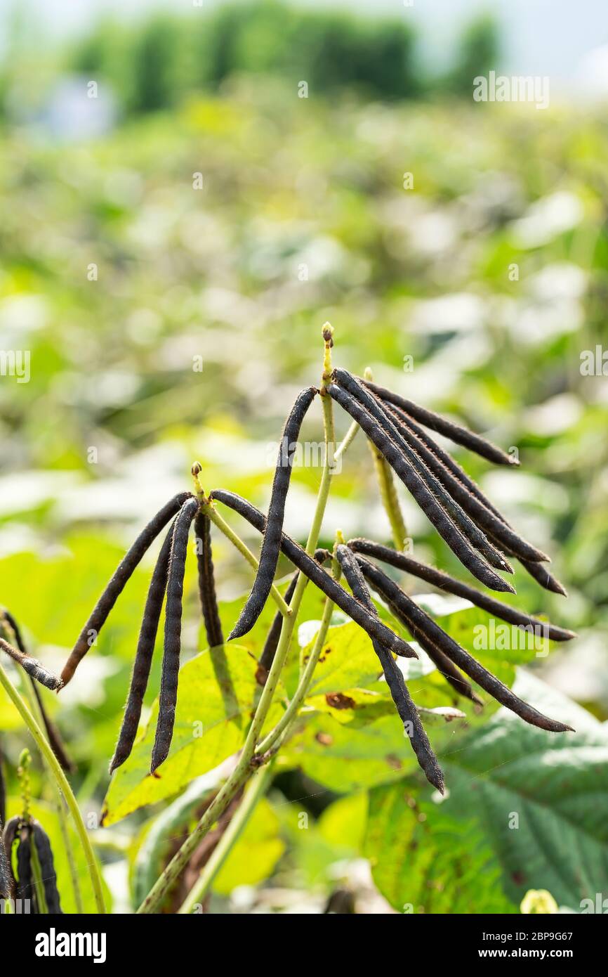 Green Mung bean crop close up in agriculture field ,Mung bean green ...