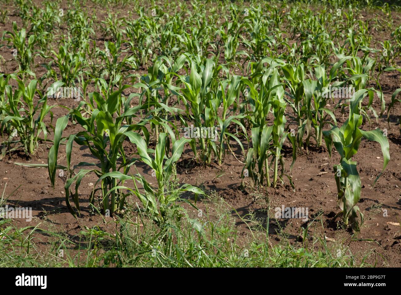 Corn growing outside hi-res stock photography and images - Alamy