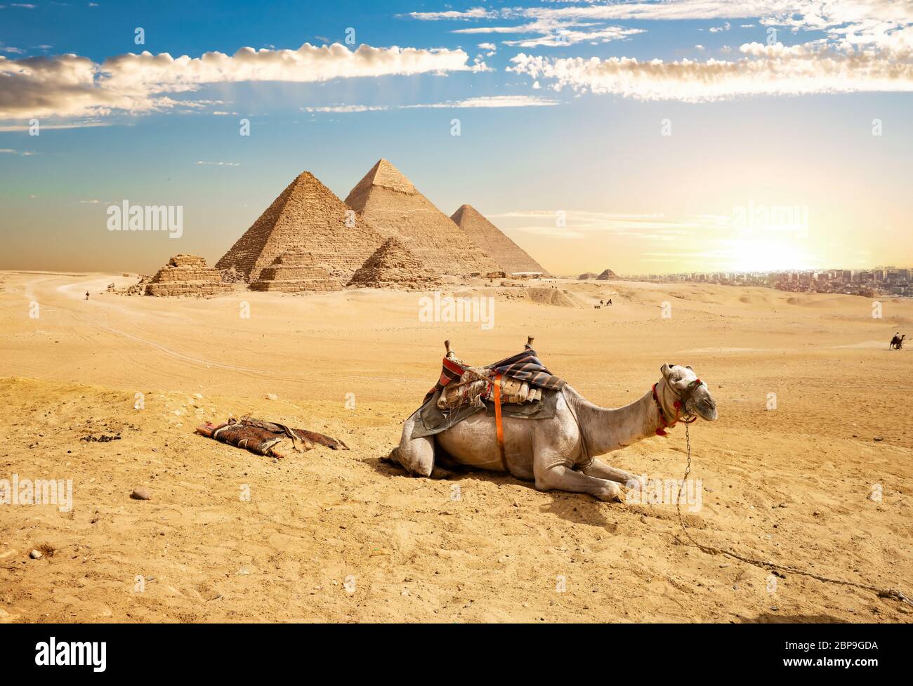 Camel and the Pyramids of Giza in Egypt Stock Photo - Alamy