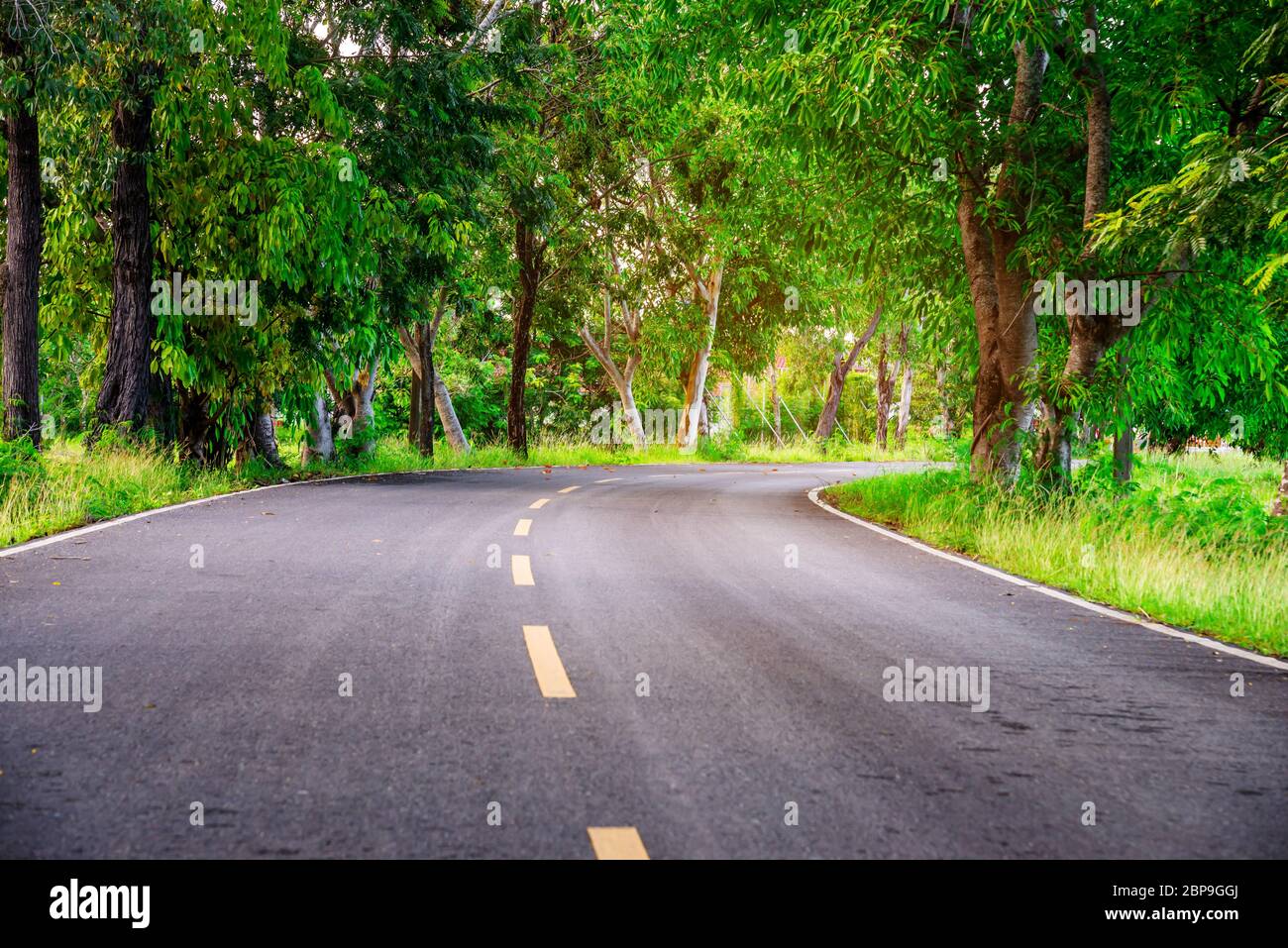 Road with tree nature in sunlight, Way in nature Stock Photo - Alamy