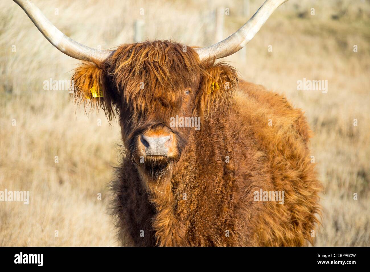a Scottish highland cattle on his pasture. The focus is on the cow with ...