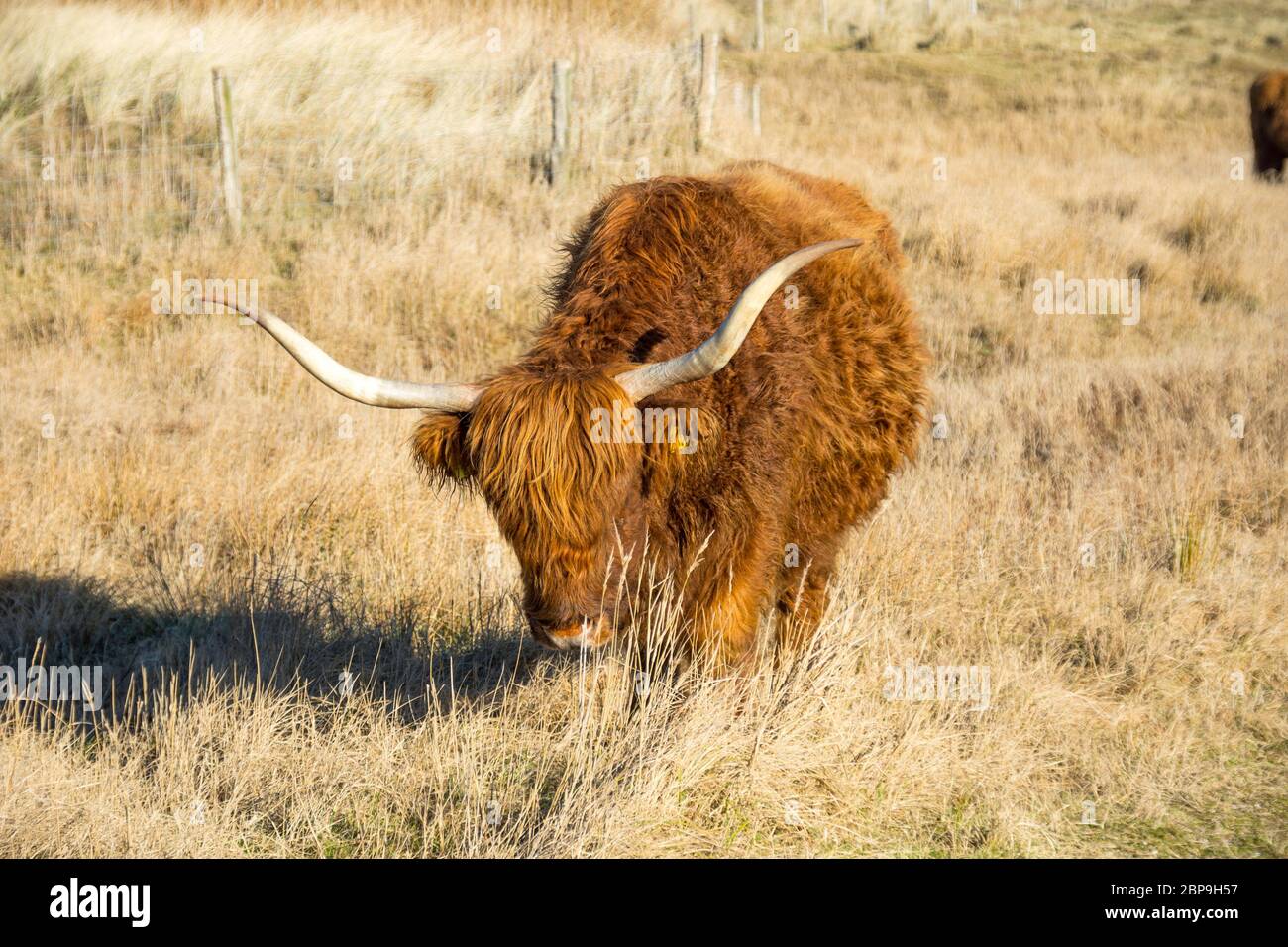 a Scottish highland cattle on his pasture. The focus is on the cow with ...