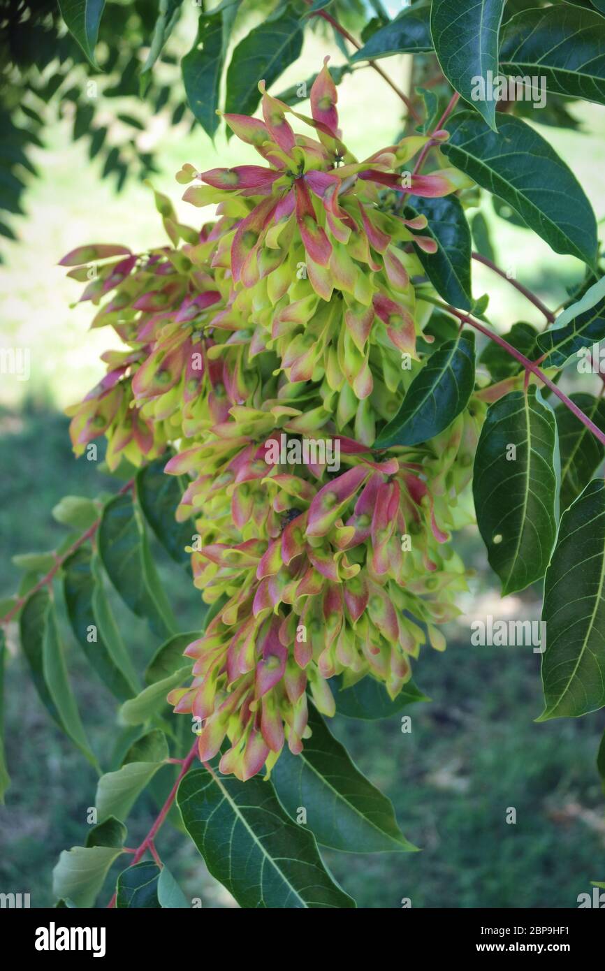 Seeds of an ash hi-res stock photography and images - Alamy