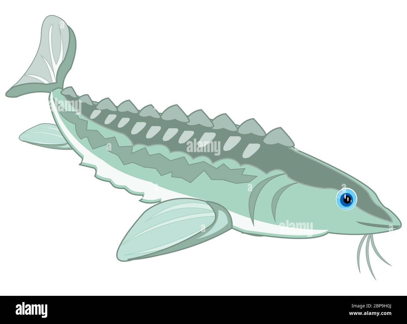 Sturgeon Drawing High Resolution Stock Photography and Images - Alamy