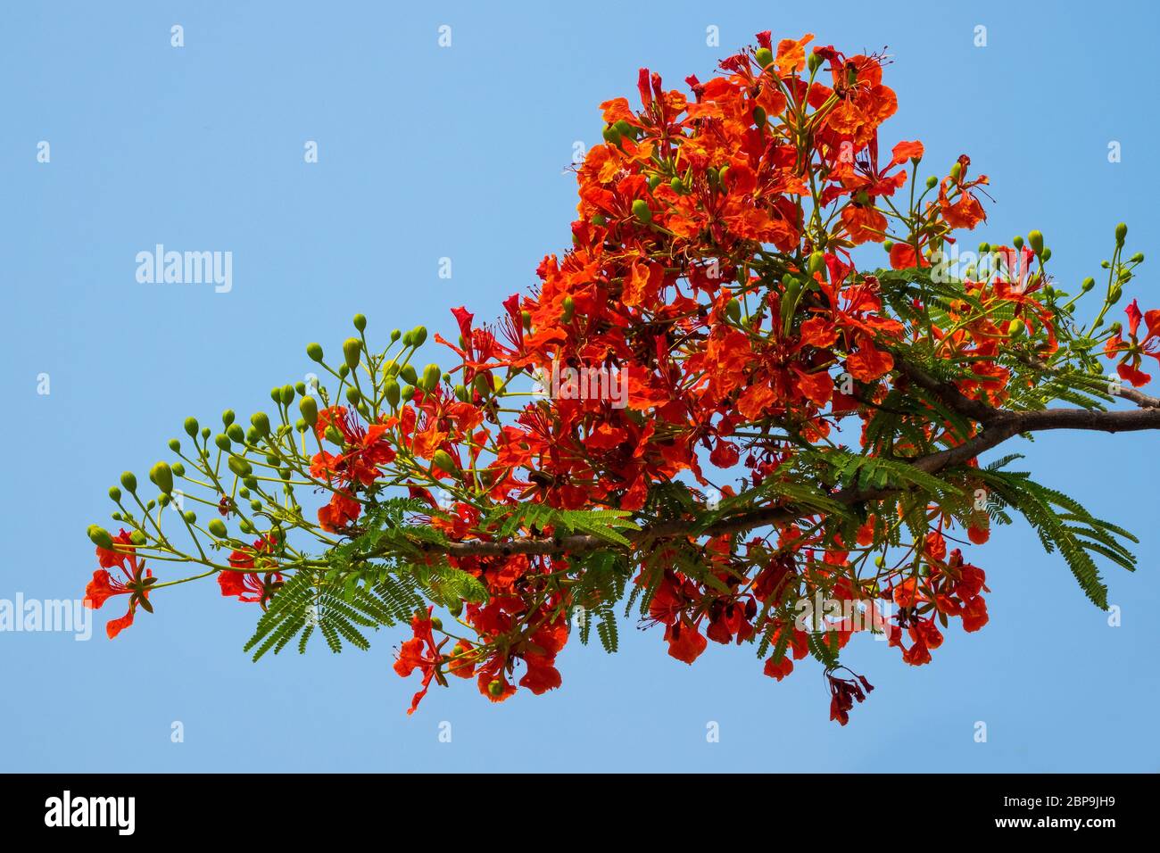 Flame Tree Red, close up of tropical tree in bloom Stock Photo - Alamy