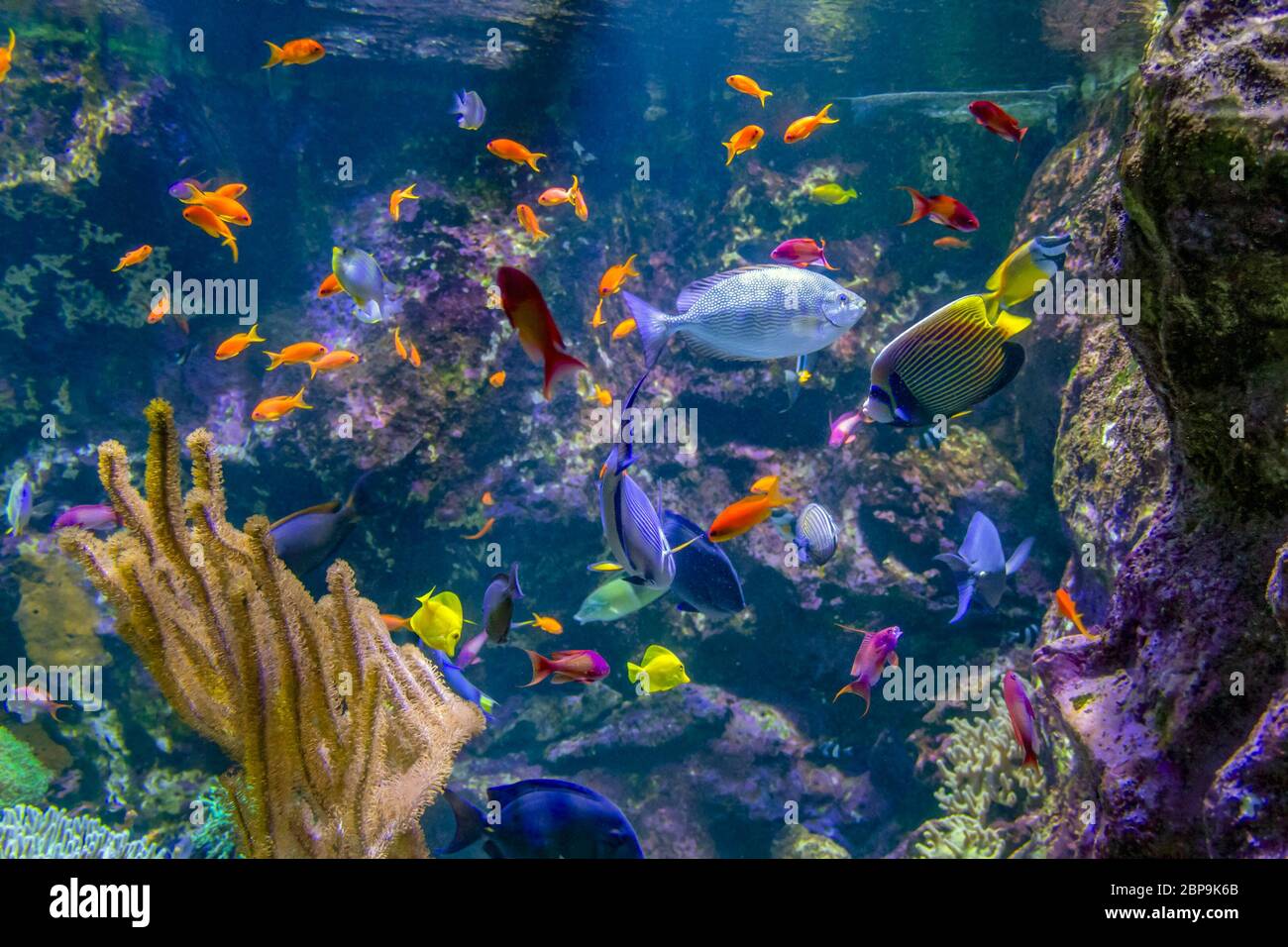 aquatic scenery showing lots of colorful reef fishes Stock Photo - Alamy
