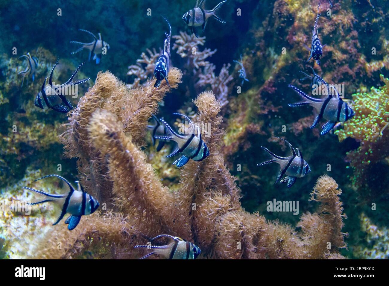 aquatic scenery showing lots of Banggai cardinalfishes Stock Photo - Alamy