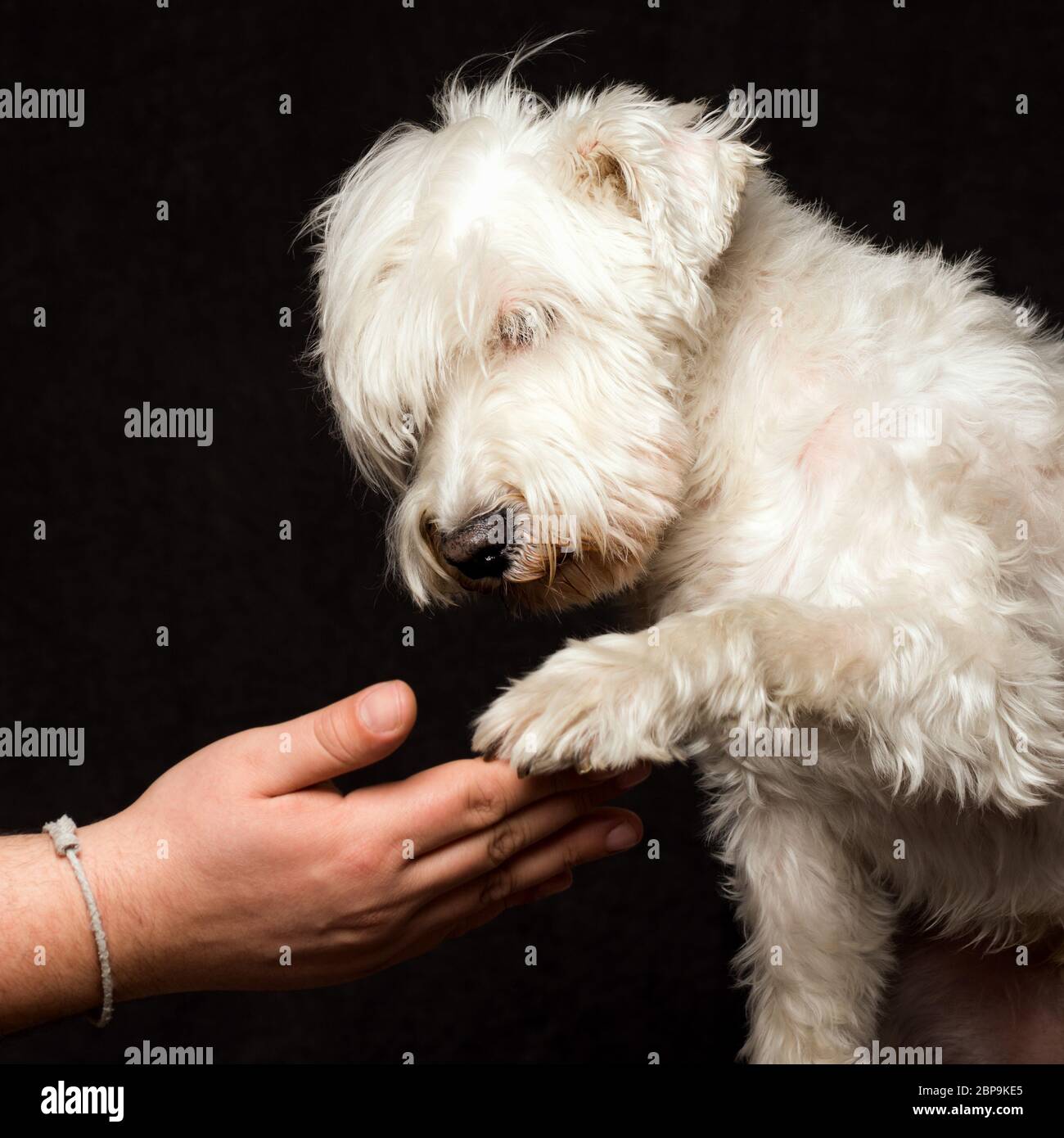 The white schnauzer dog is shaking paw with his owners hand on dark ...