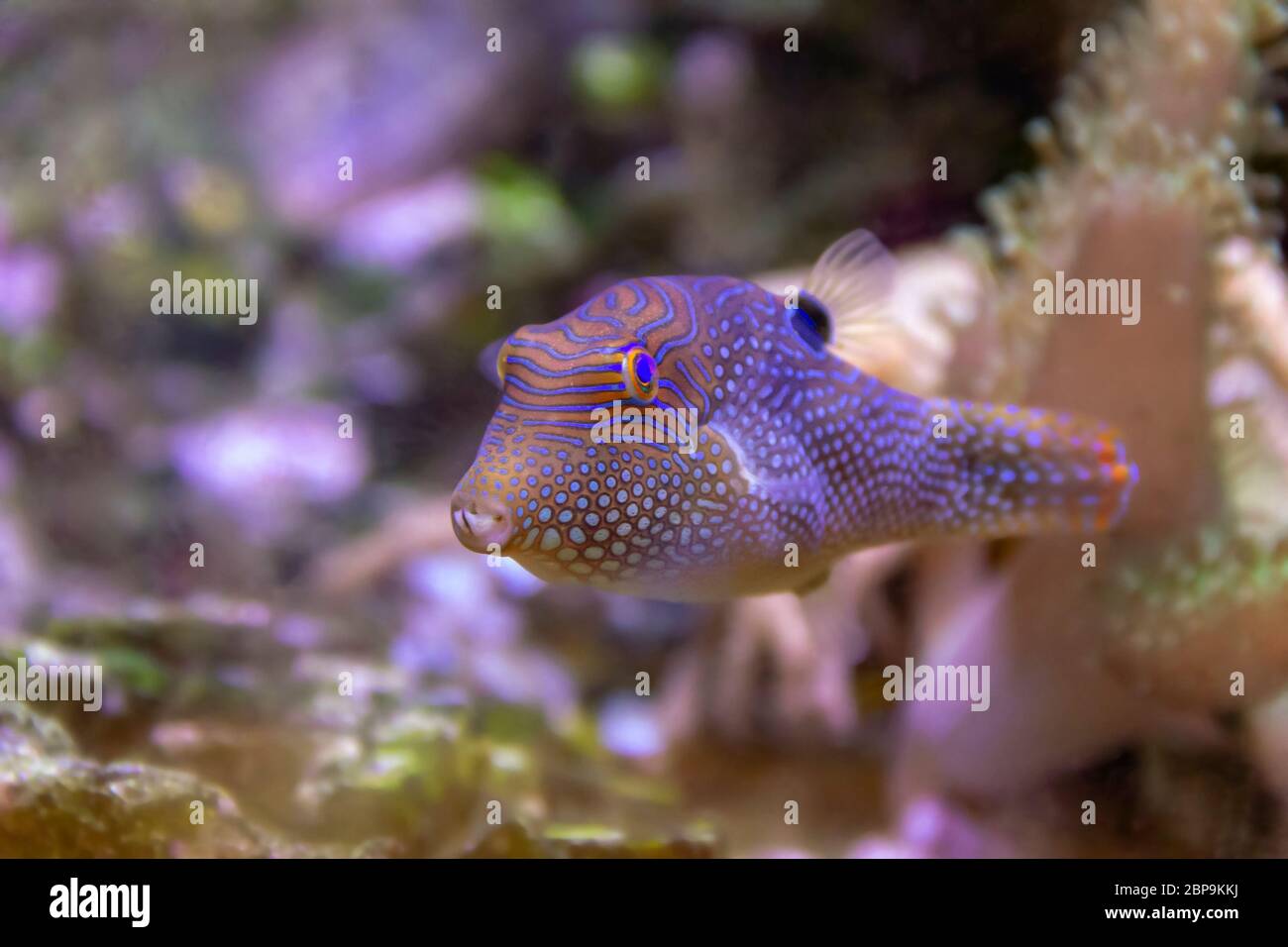 colorful striped pufferfish in natural ambiance Stock Photo - Alamy