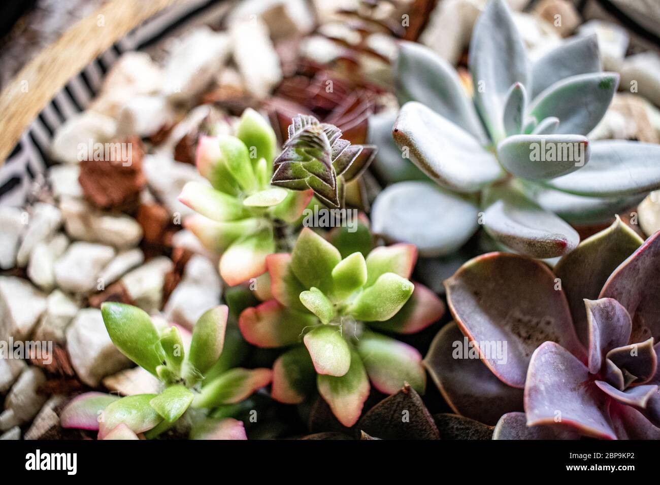 Beautiful succulents, white rocks and wooden bowl home garden Stock ...