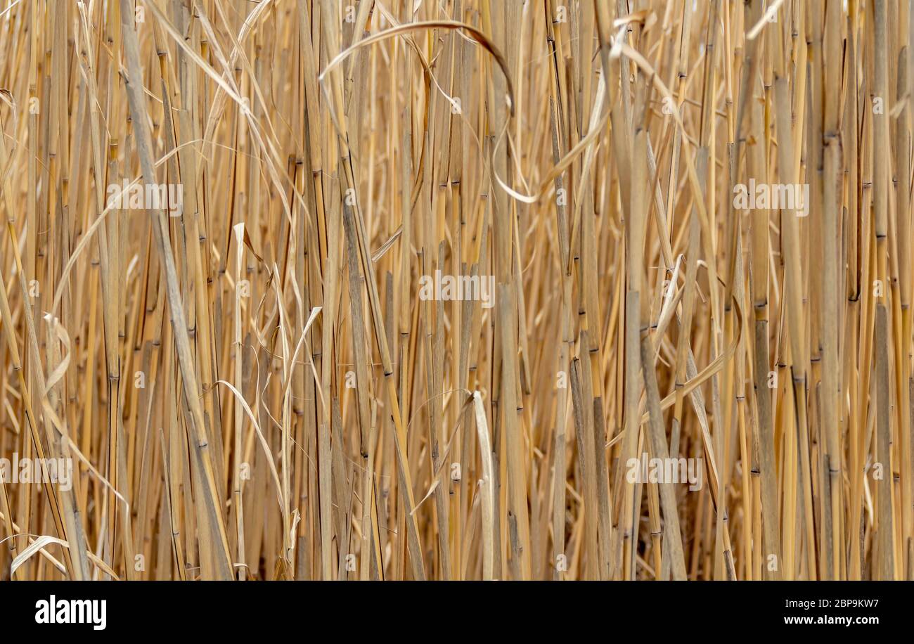 full frame closeup shot showing lots of reed stipes Stock Photo - Alamy