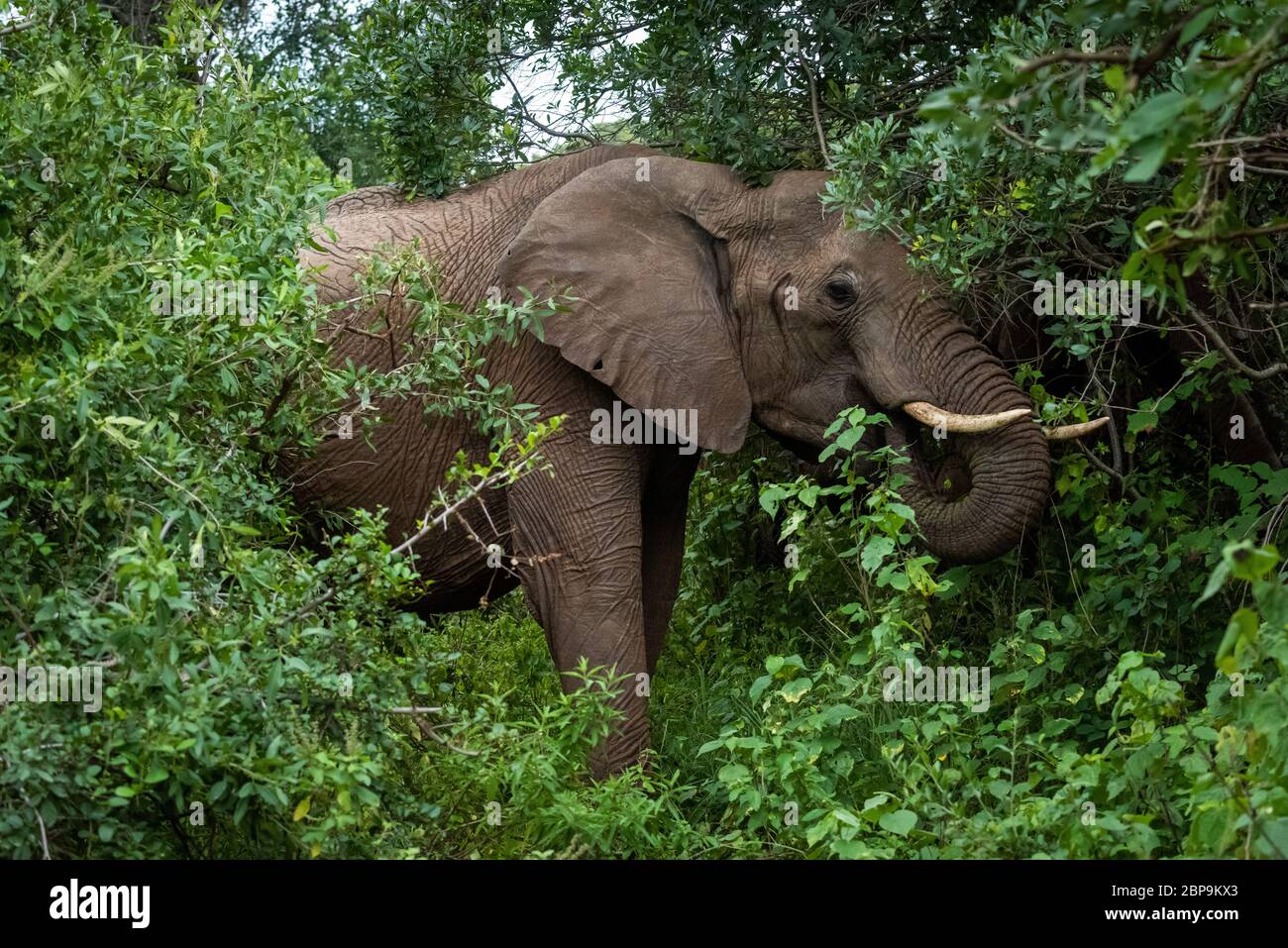 African bush elephant eats leaves among trees Stock Photo - Alamy