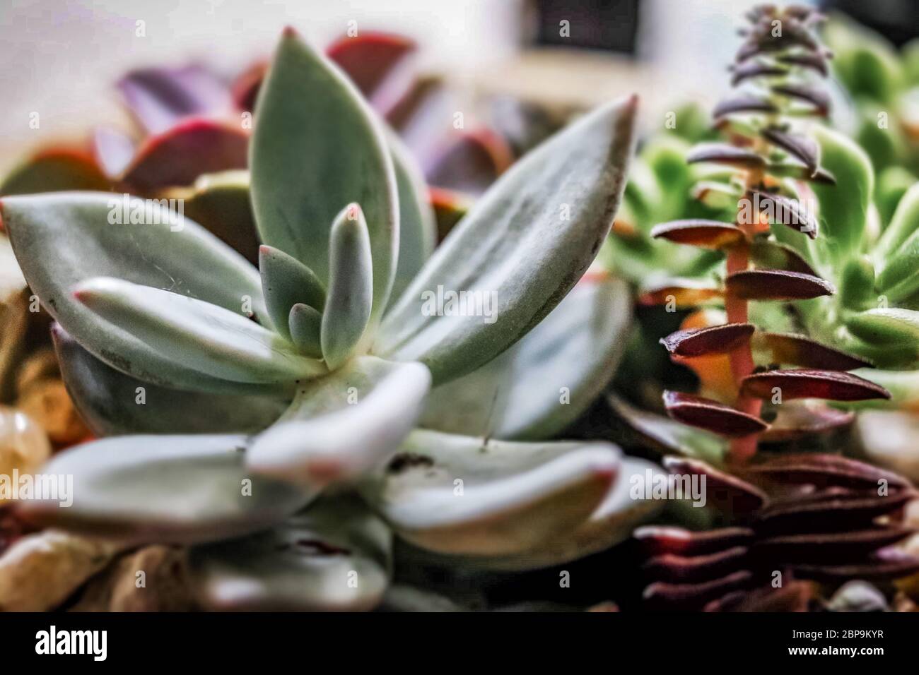Beautiful succulents hi-res stock photography and images - Alamy