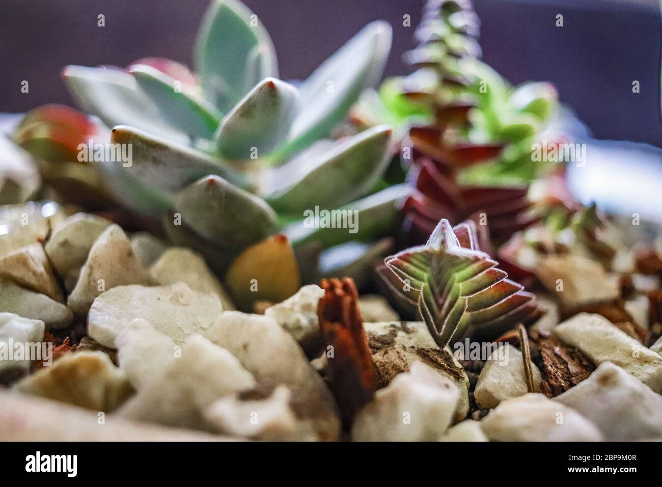 Beautiful succulents hi-res stock photography and images - Alamy