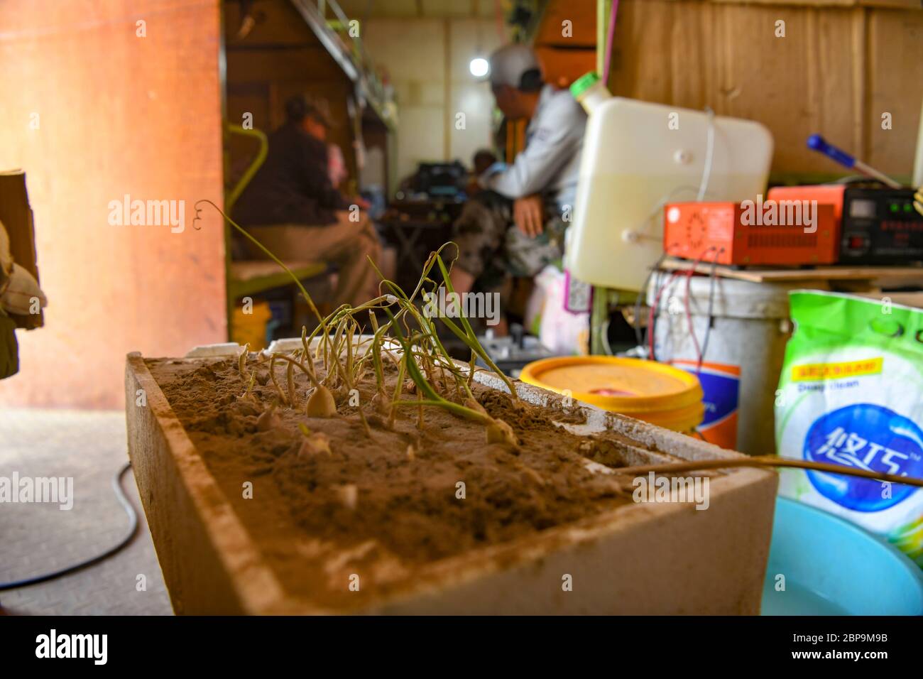 Garlic bolts hi-res stock photography and images - Alamy