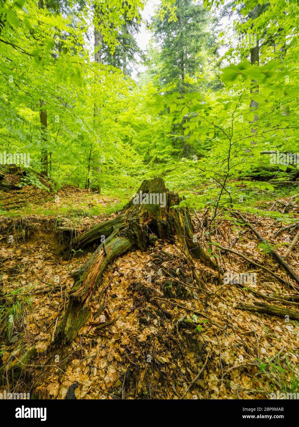 Stunning Spring Green nature color in forest tree root Stock Photo - Alamy