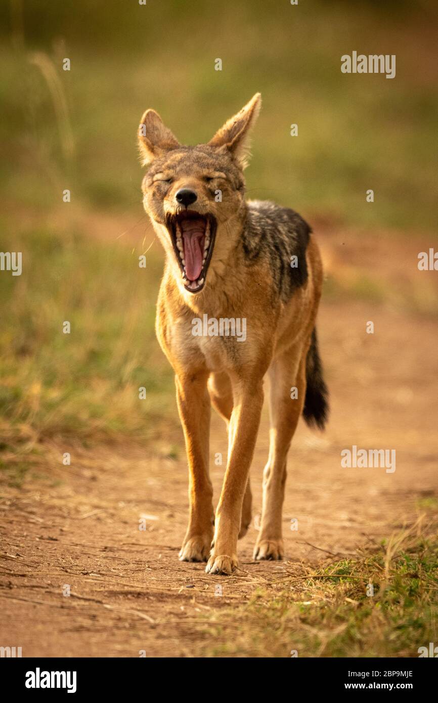 Jackal Mouth To Mouth High Resolution Stock Photography and Images - Alamy