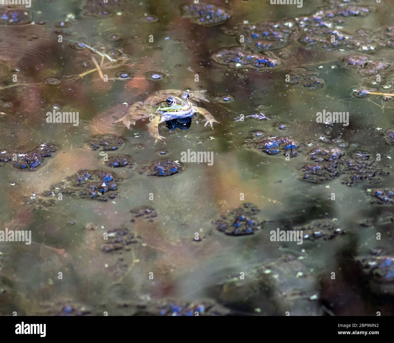 Common milk tree frog hi-res stock photography and images - Alamy