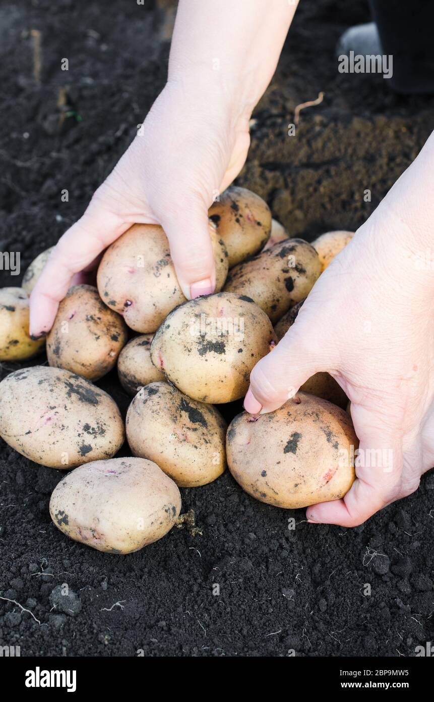 Harvest ecological potatoes in in farmer's hands. The farmer holds in ...