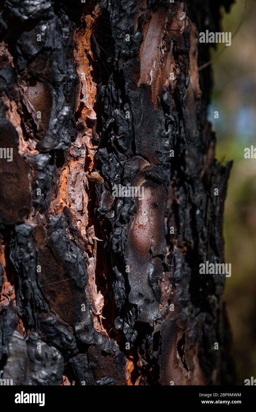 Conifer trees burned from wildfire on Tenerife island. The full series ...