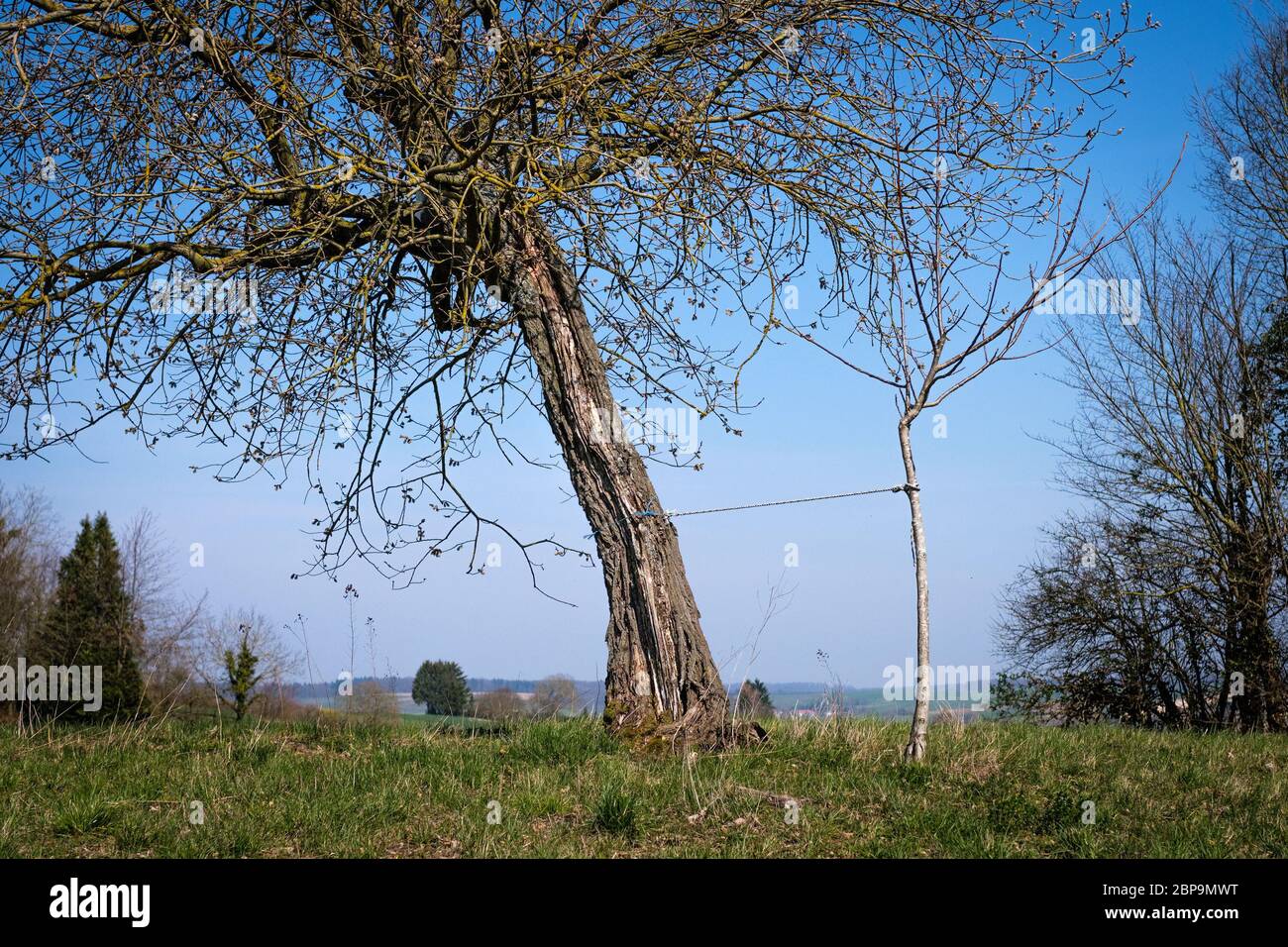 Two trees connected by a robe, obe holding the other. But is the old ... Two trees connected by a robe, obe holding the other. But is the old ...