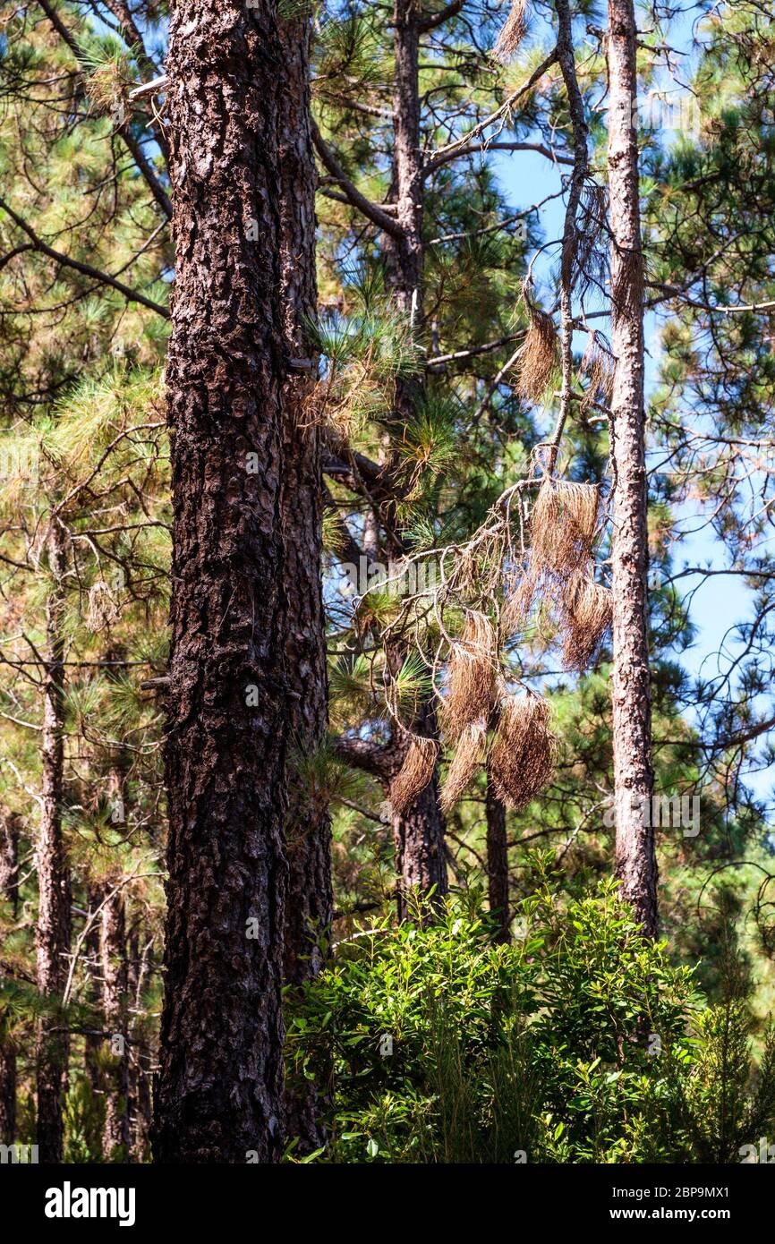 Burned conifer trees from wildfire on Tenerife island. The full series ...