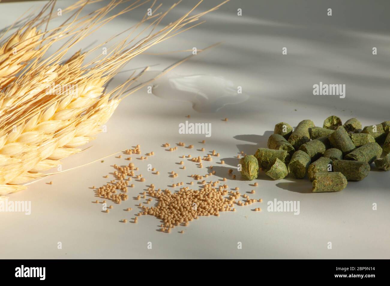 Green hops and wheat hi-res stock photography and images - Alamy