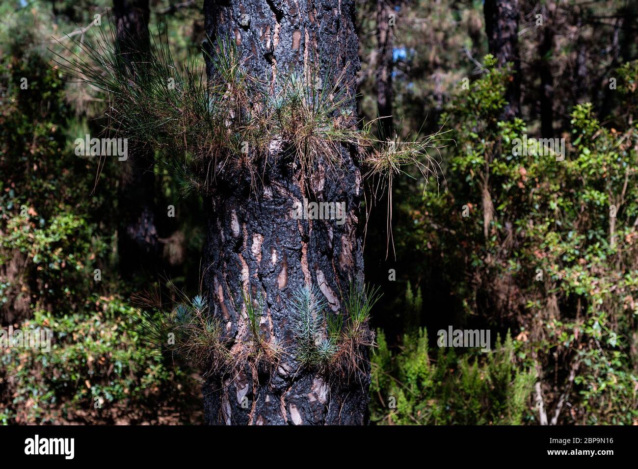 Conifer trees burned from wildfire on Tenerife island. The full series ...