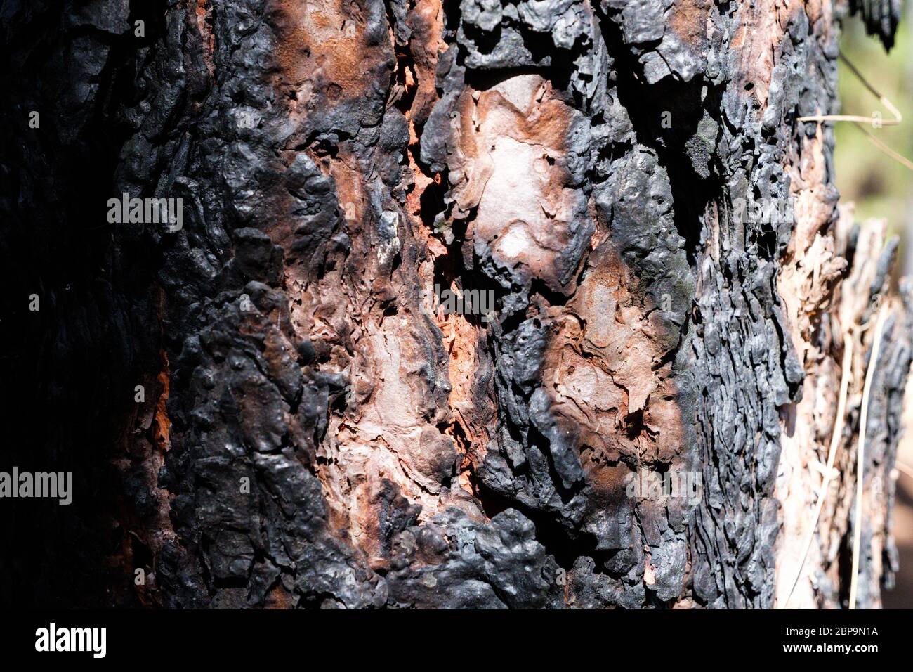 Conifer trees burned from wildfire on Tenerife island. The full series ...