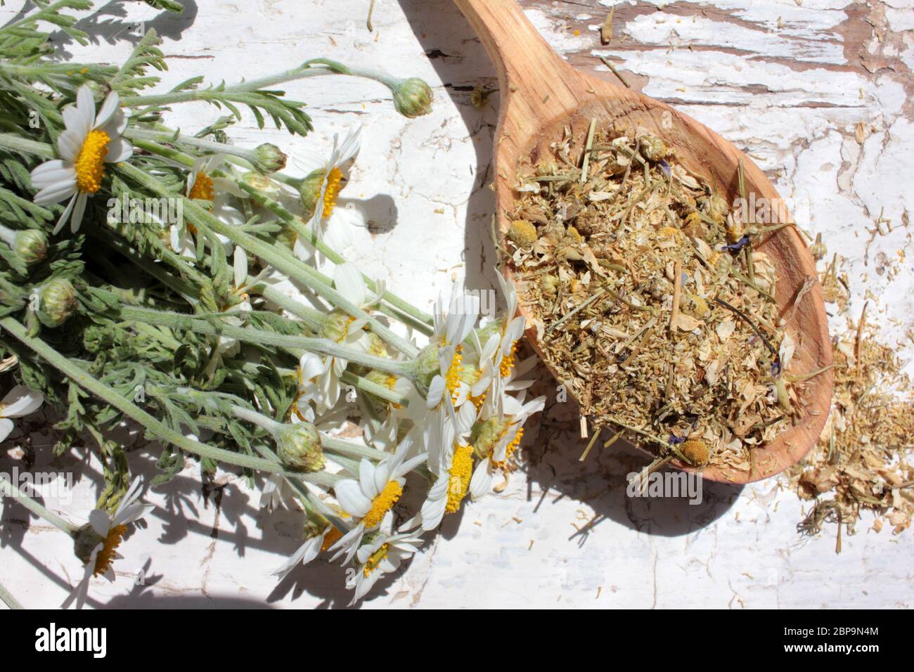 Dried chamomile medical herb in a wooden spoon and fresh daisy flowers ...