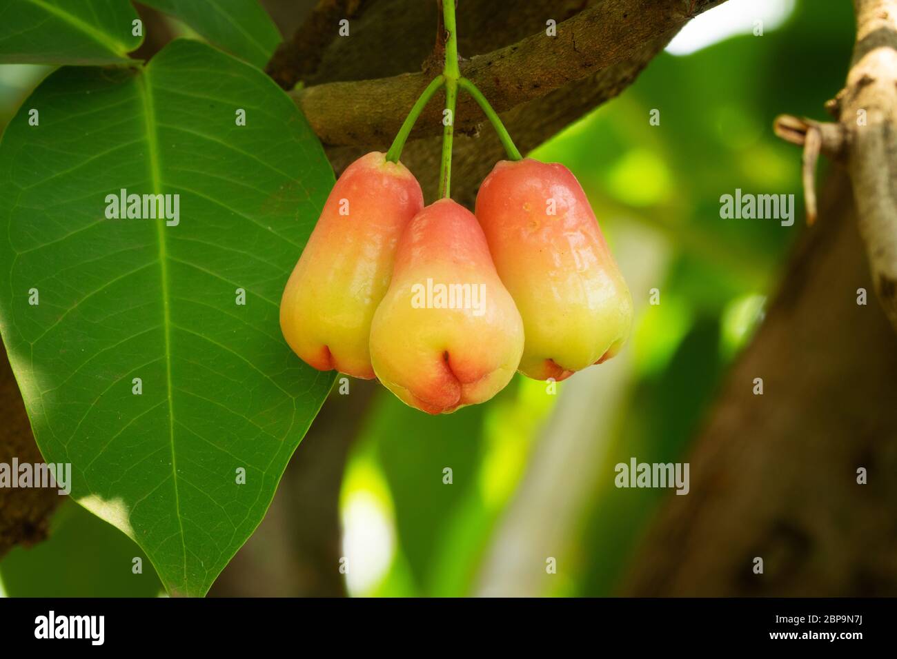 Water Apple Fruit, close up of tropical fruit hanging on tree Stock ...