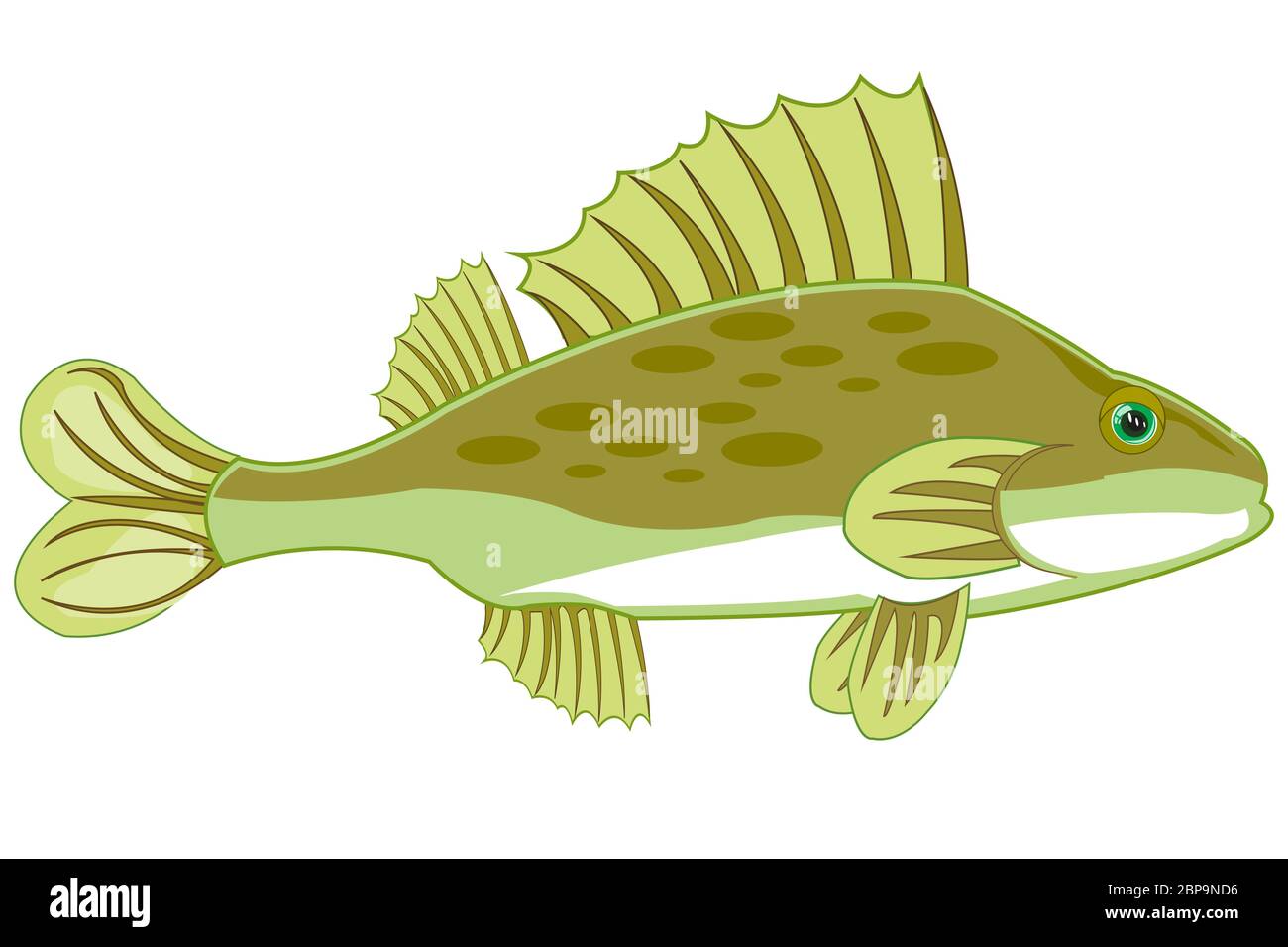 Vector illustration of the cartoon of freshwater fish ruff Stock Photo ...