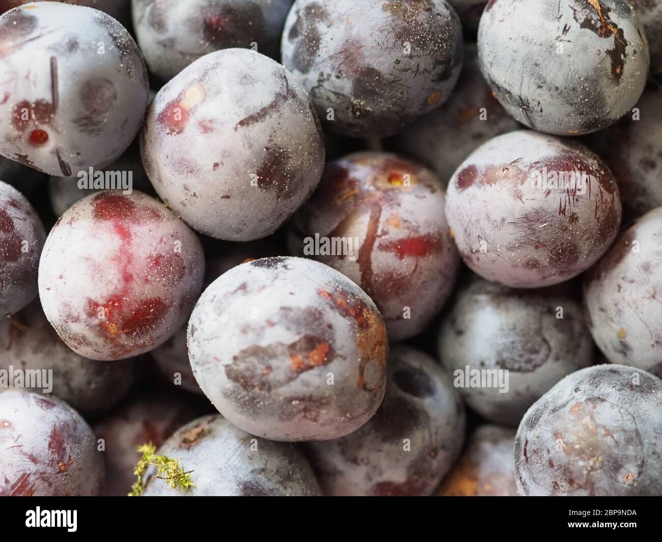 plum prune (Prunus domestica) aka European plum fruit vegetarian food ...