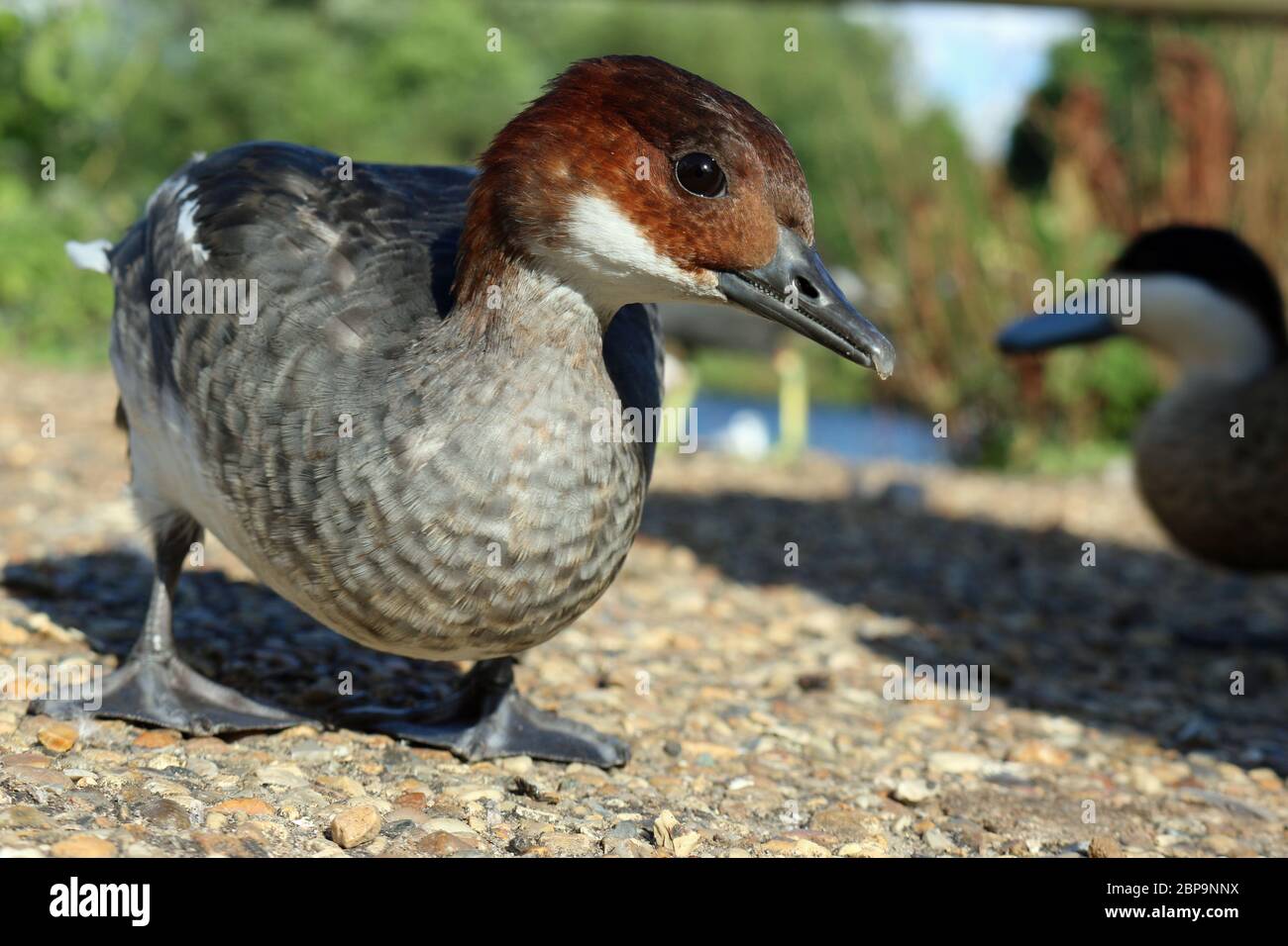 Female redhead duck hi-res stock photography and images - Alamy