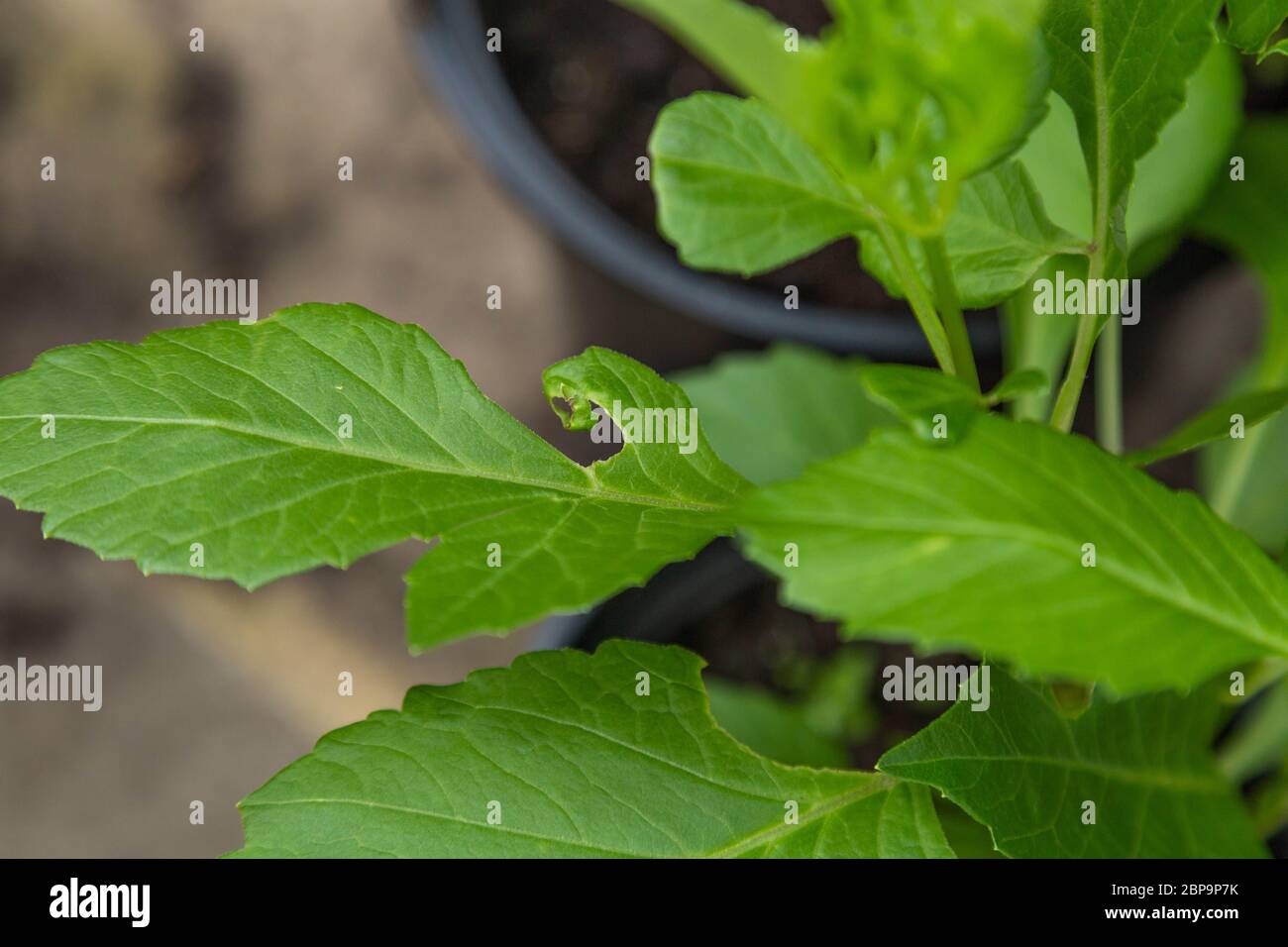 Plants eaten by slugs hi-res stock photography and images - Alamy