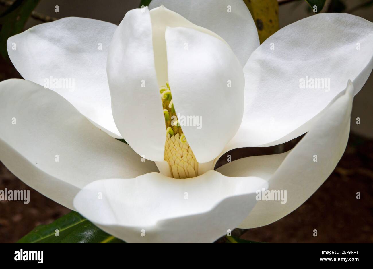 Magnolia grandiflora bloom hi-res stock photography and images - Alamy