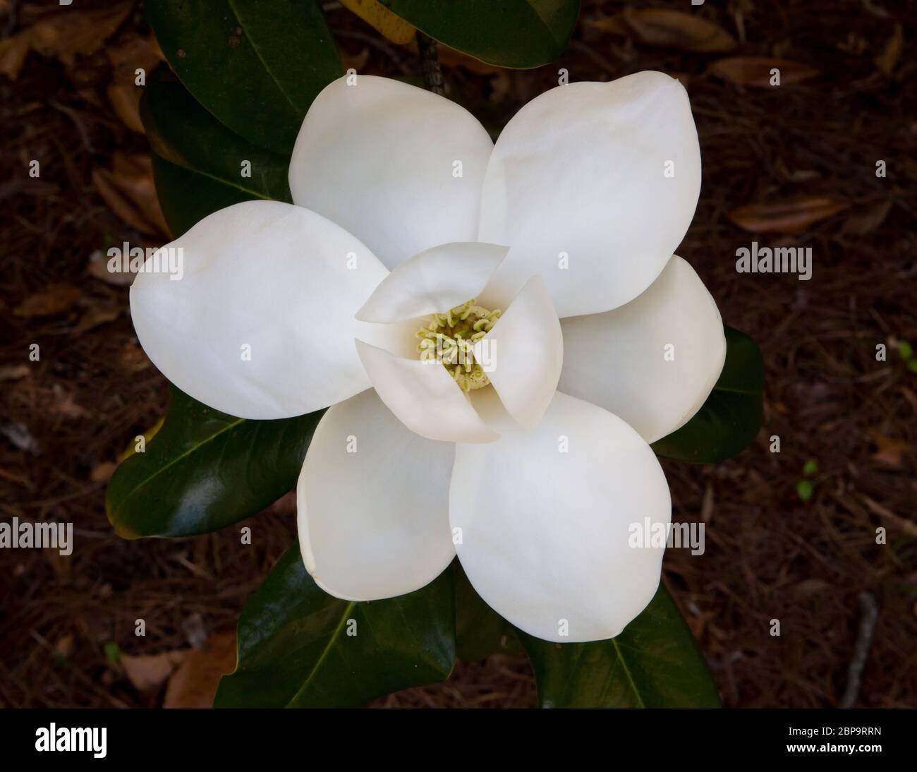 Magnolia grandiflora tree hi-res stock photography and images - Alamy