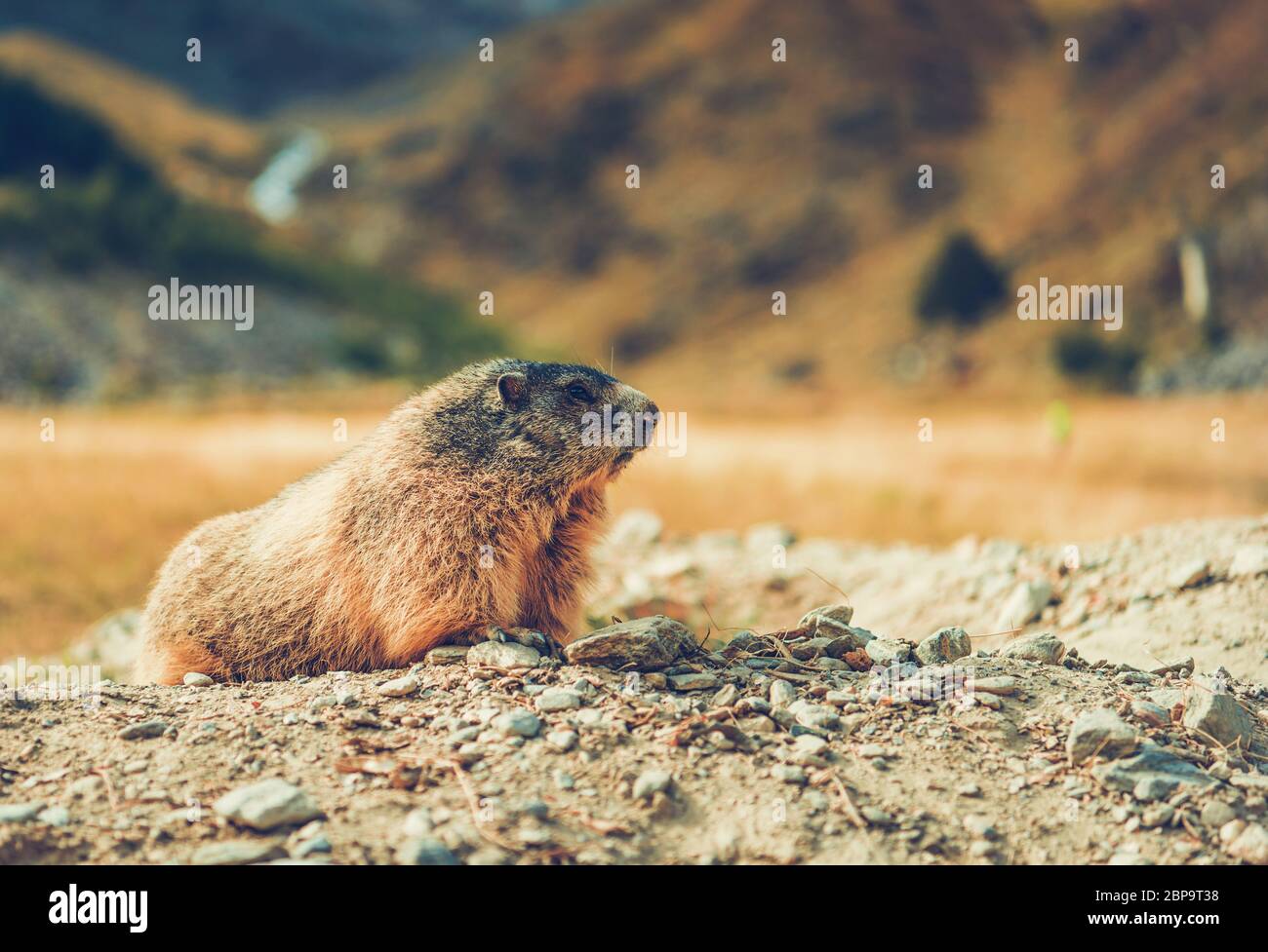 Groundhog Standing Still On Rocky Surface Of Its Natural Environment ...