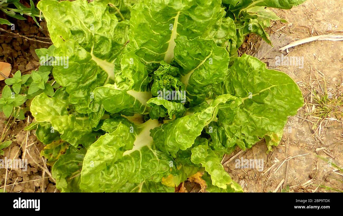 Swiss chard in a garden Stock Photo - Alamy